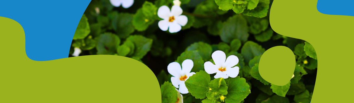 Bacopa Monnieri: Benefits for Memory, Focus & Brain Health | Medpak
